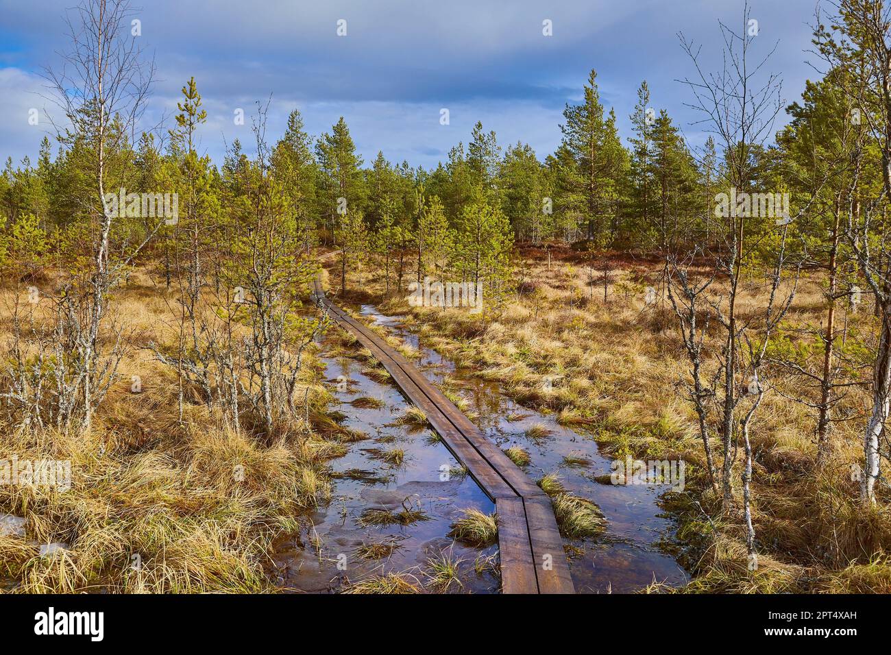 Walking trail in a swamp in Finland Stock Photo - Alamy