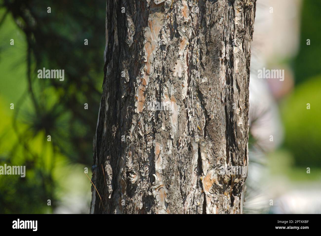 Thick tree trunk close up, rugged texture Stock Photo - Alamy