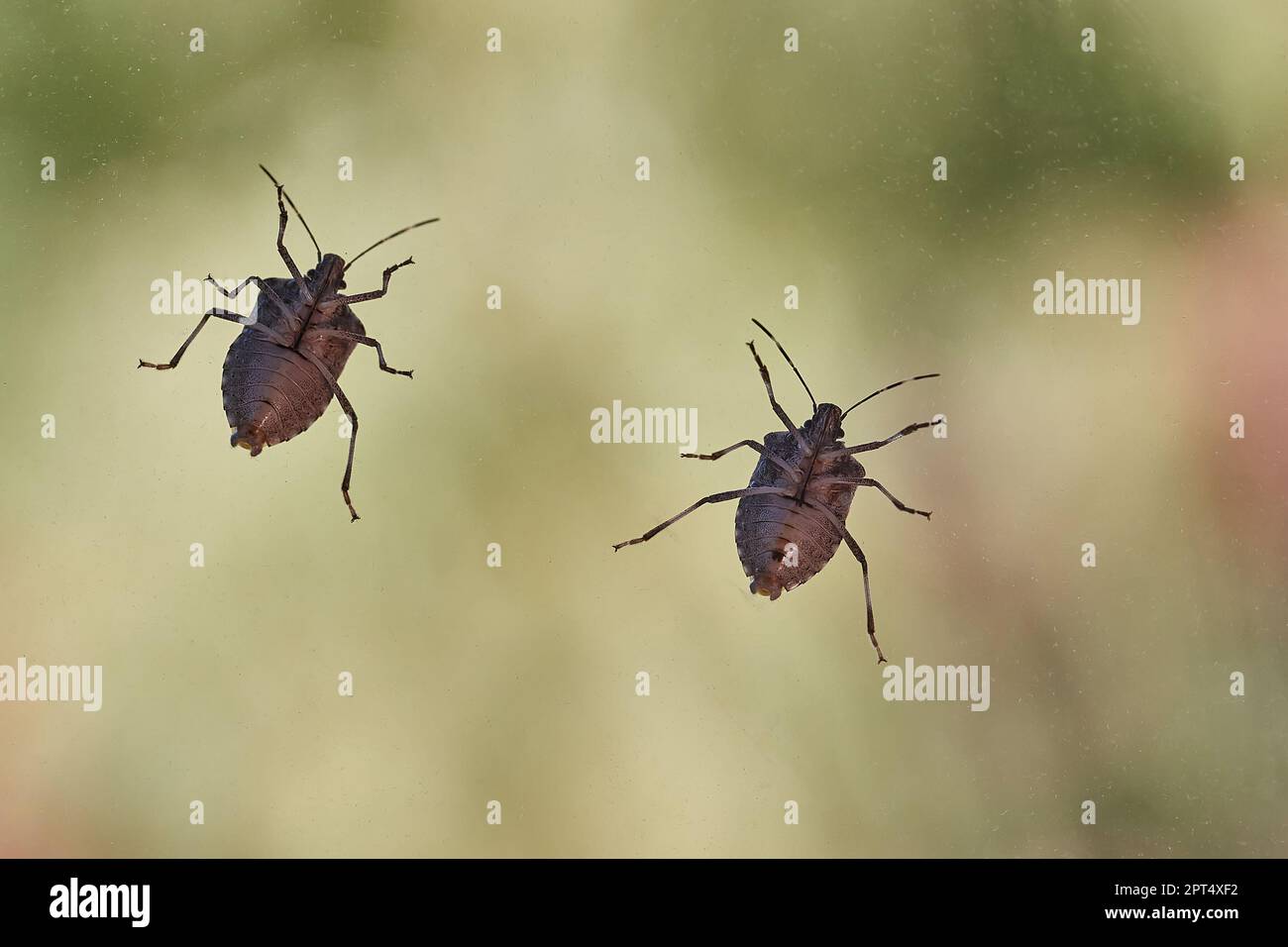 Stink bugs on a window glass surface in sunlight Stock Photo - Alamy