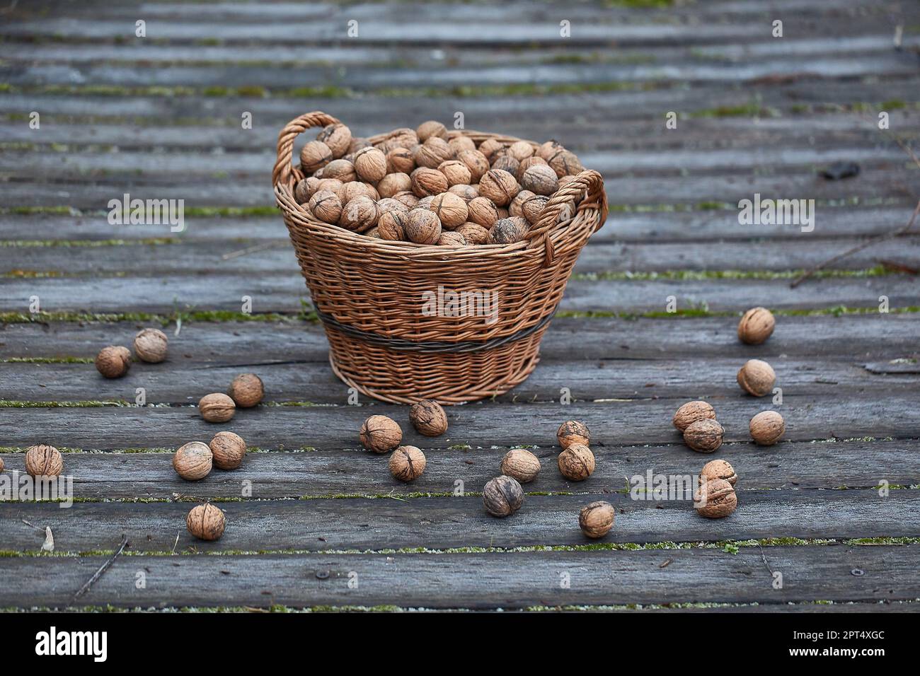 Harvest walnuts in farmer hi-res stock photography and images - Alamy