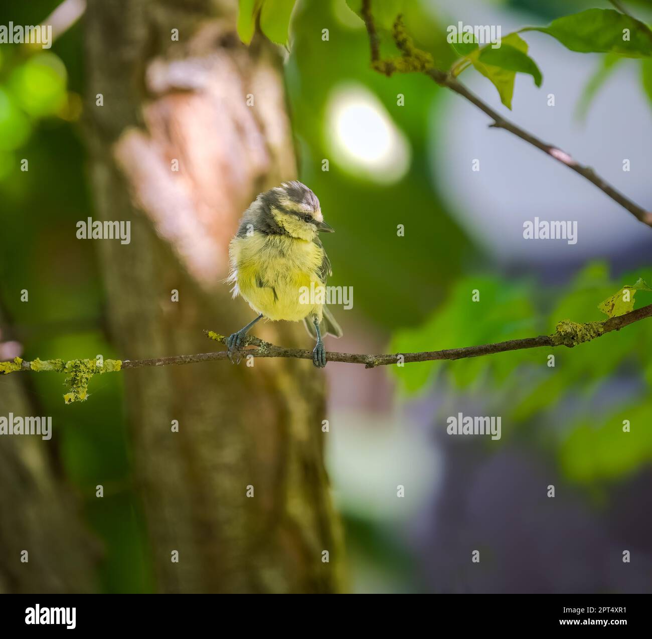 Blue tit bird sitting on the twig of a tree Stock Photo - Alamy