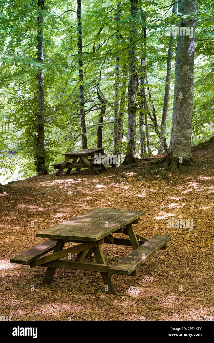 closeup of wooden sitting bench surrounded by trees in a forest in ...