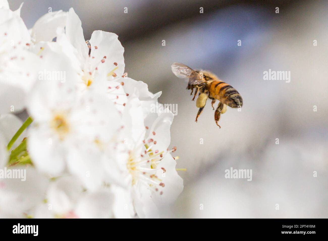 Honeybee Harvesting Pollen From Blossoming Tree Buds Stock Photo - Alamy