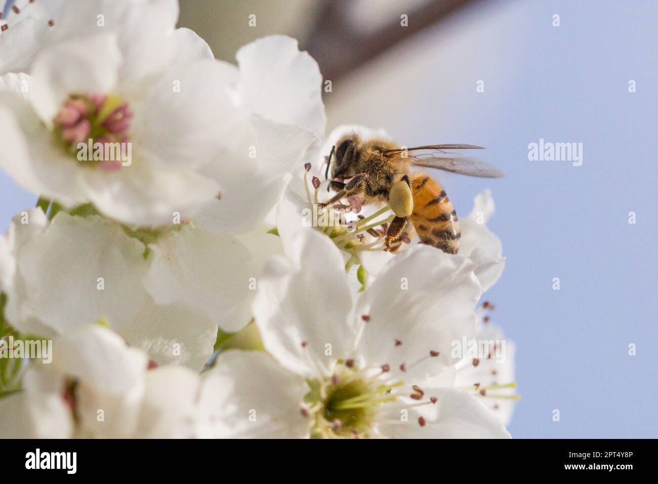 Honeybee Harvesting Pollen From Blossoming Tree Buds Stock Photo - Alamy