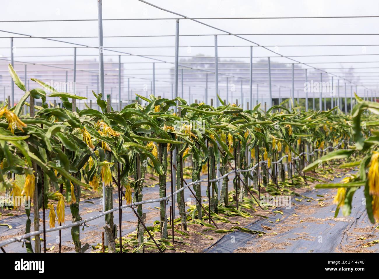 Dragon fruit production hi-res stock photography and images - Alamy