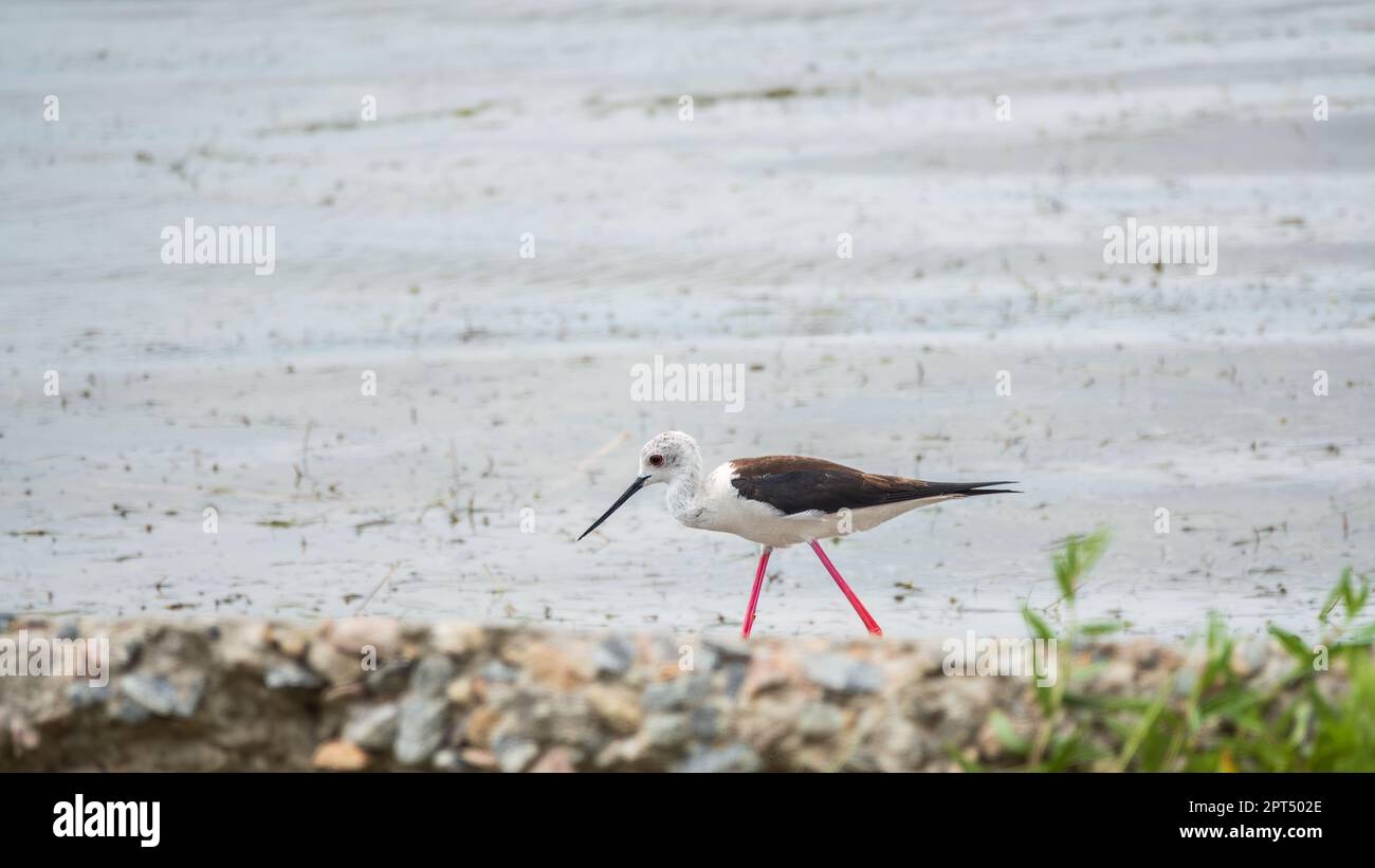 Cute water bird. Black winged Stilt. Colorful nature habitat background ...
