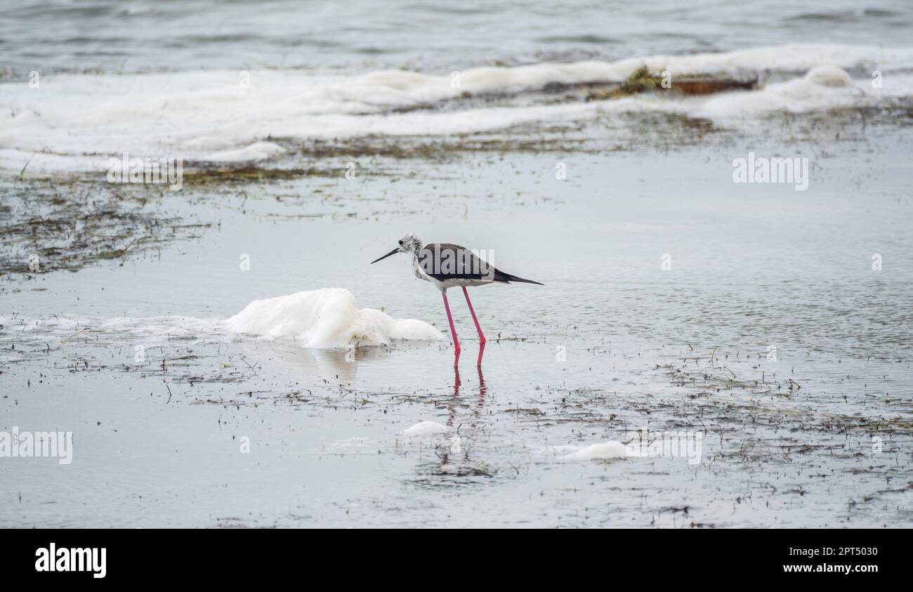 Cute water bird. Black winged Stilt. Colorful nature habitat background ...