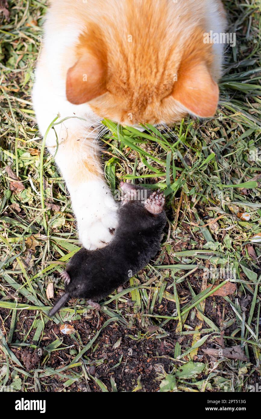 the cat caught the mole and holds it with its paw, in the summer in the ...