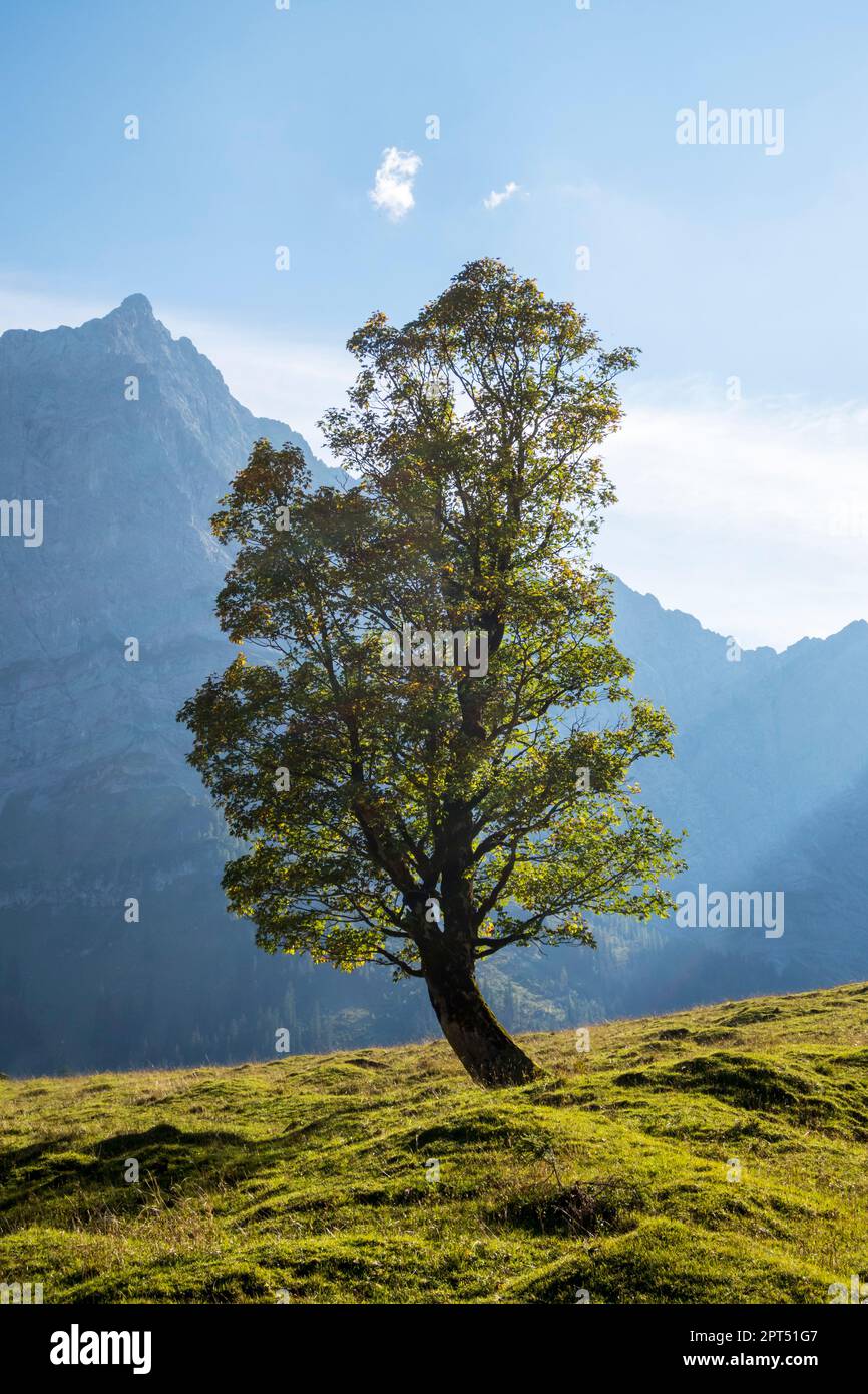 maple tree in the karwendel alps Stock Photo - Alamy