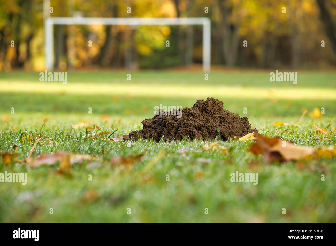Molehill on football (soccer) field grass lawn, natural grass field ...