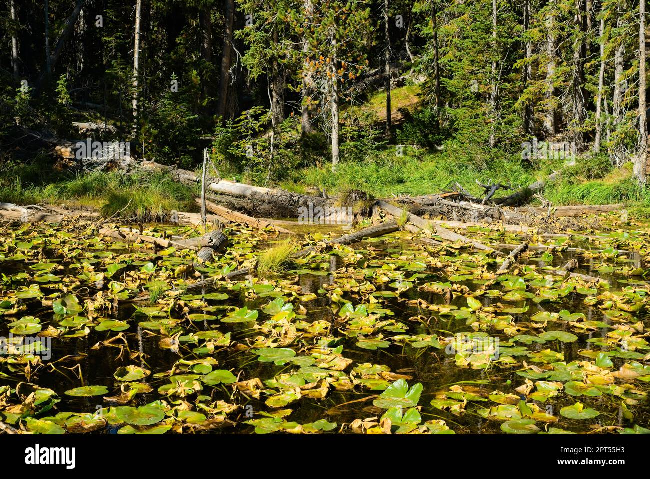 Isa Lake, a still pond covered with lily pads, on the Continental ...