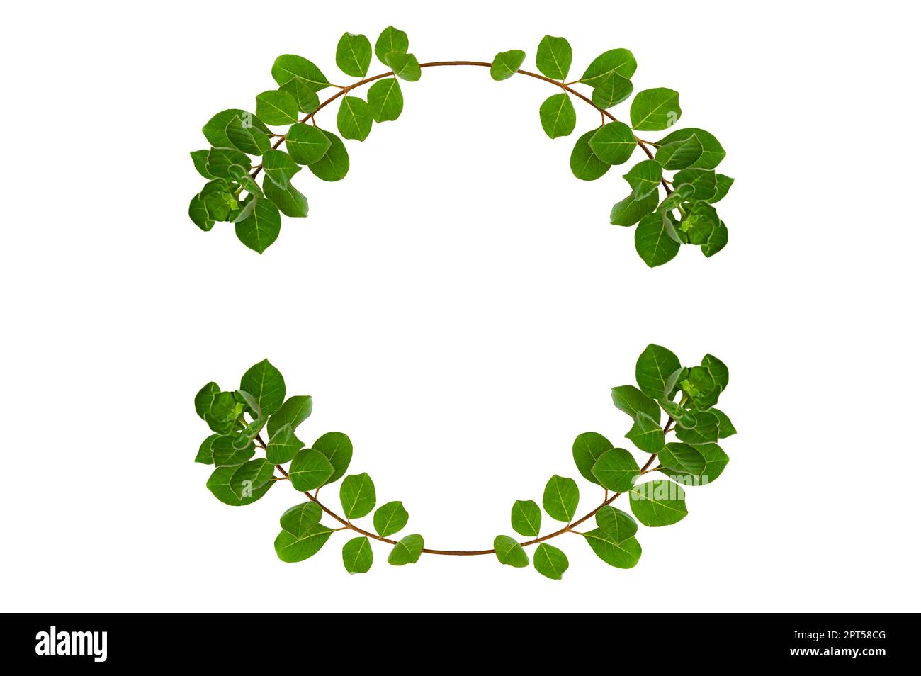 leaf vine circle isolates on a white background Stock Photo - Alamy