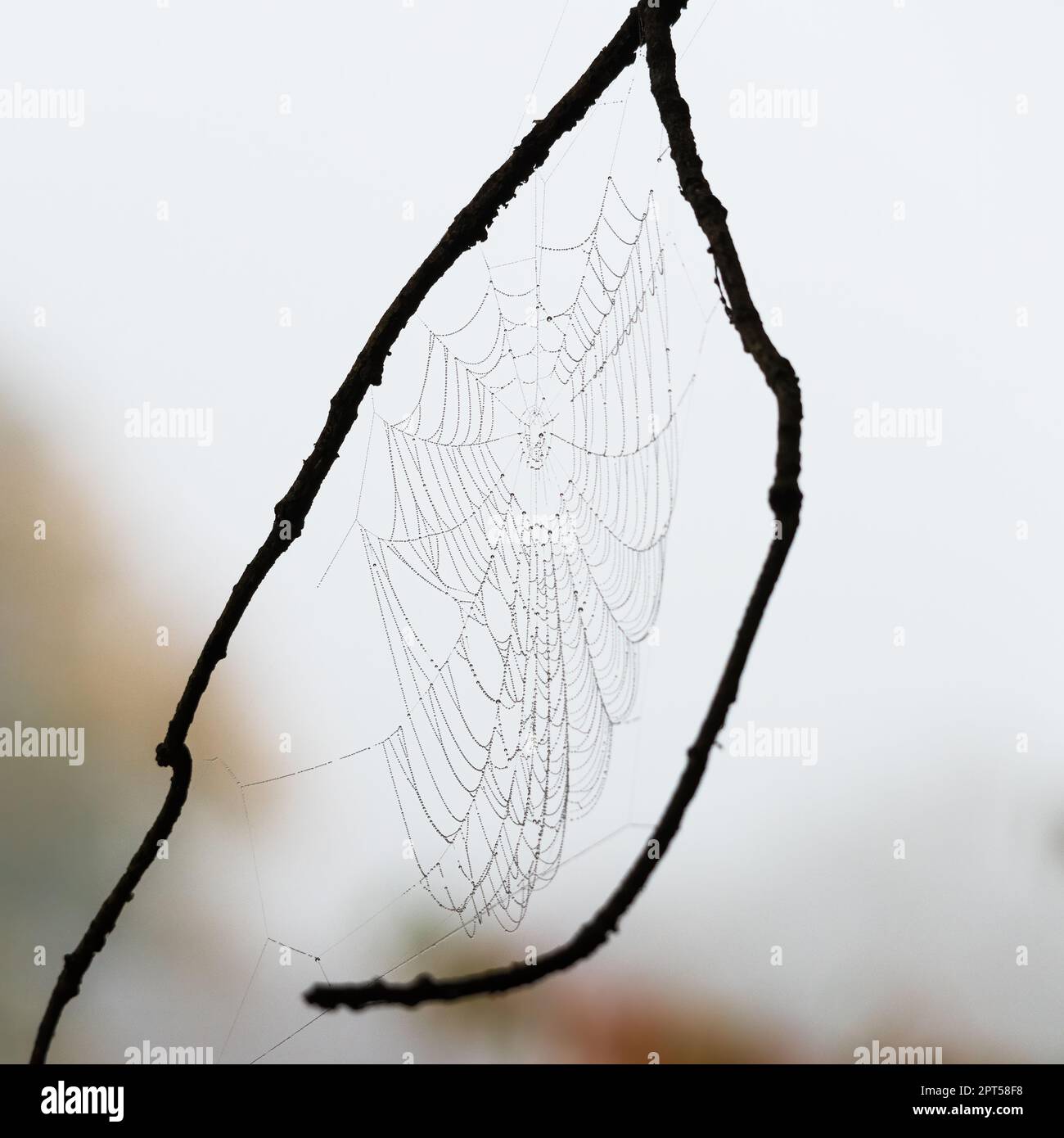 Cobweb between branches plant hi-res stock photography and images - Alamy