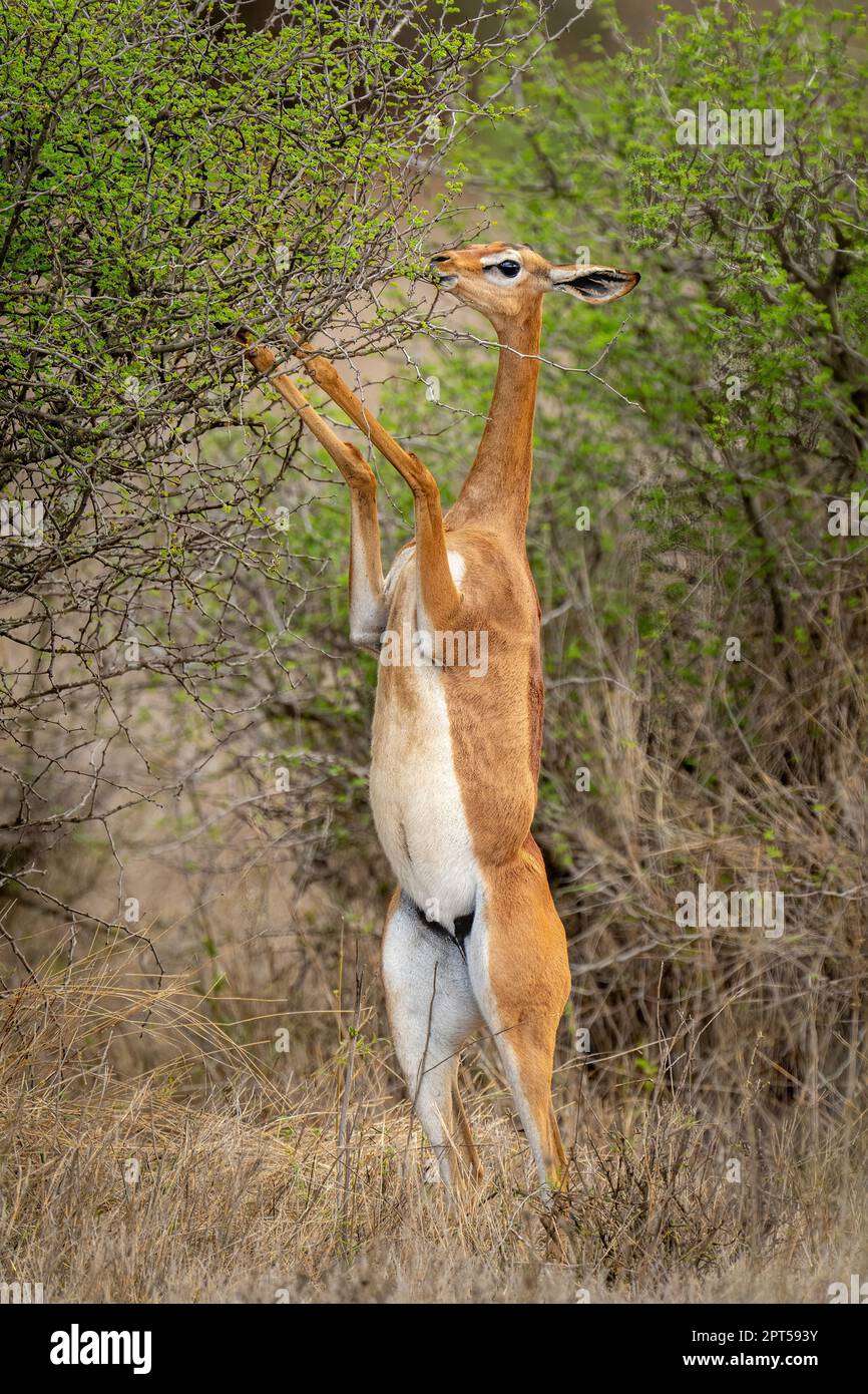 Gerenuk eats from bush on hind legs Stock Photo - Alamy
