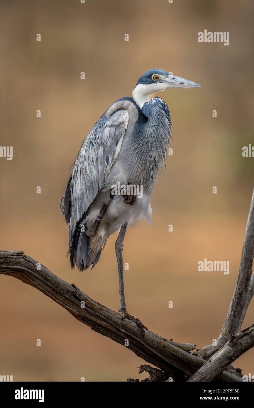 Heron on one leg hi-res stock photography and images - Alamy
