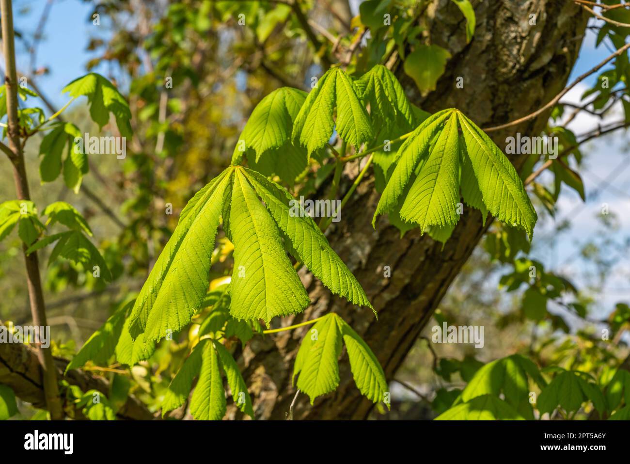 Horse Chestnut, branches, candelabra, white flowers, white candles ...