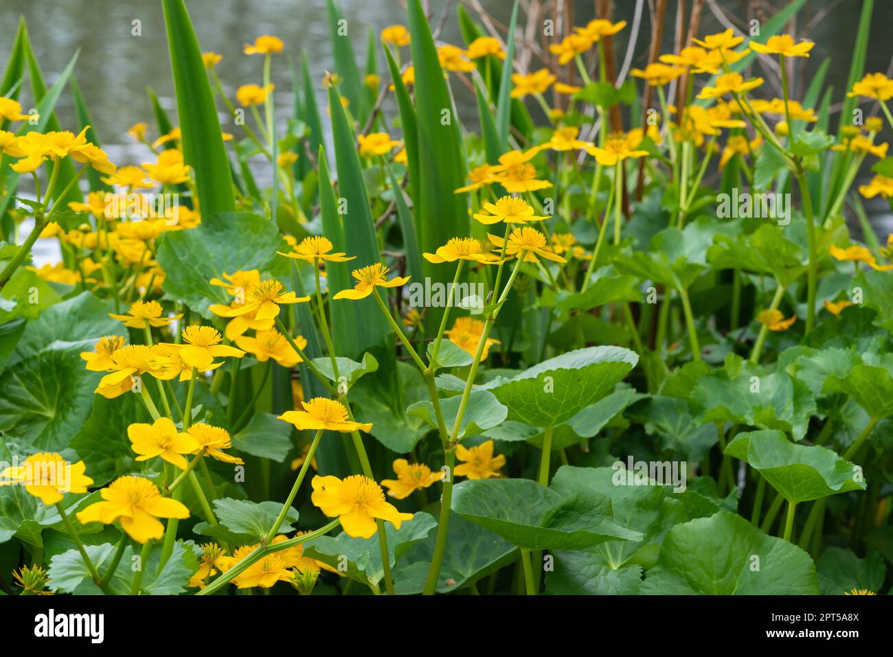 Caltha palustris, marsh-marigold, kingcup, perennial herbaceous plant ...