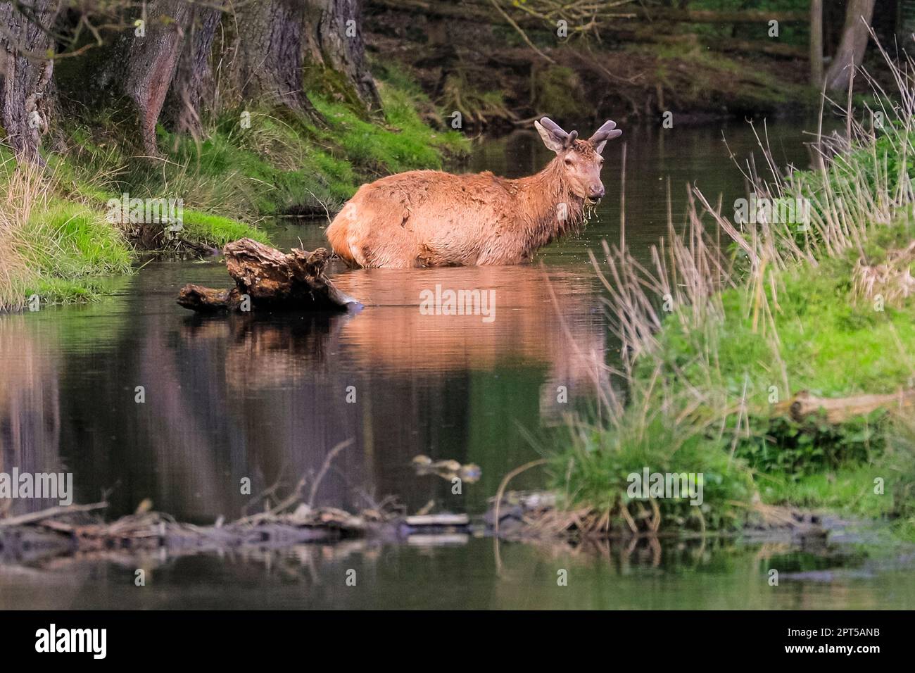 Deer drinking water in stream hi-res stock photography and images - Alamy