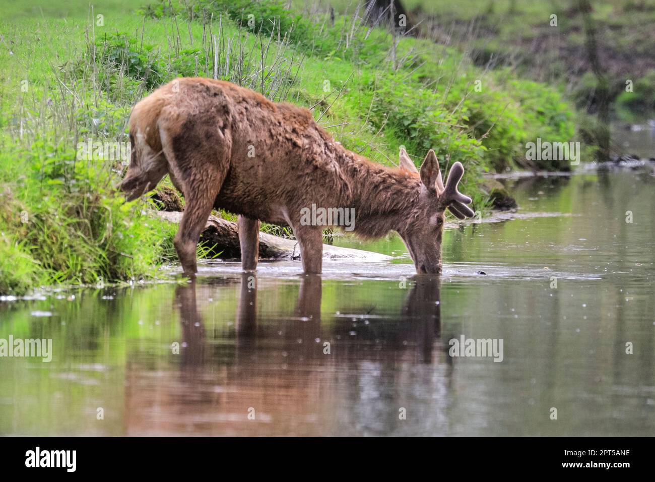 Deer drinking water in stream hi-res stock photography and images - Alamy