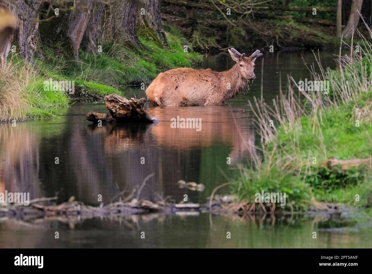 Deer drinking water in stream hi-res stock photography and images - Alamy