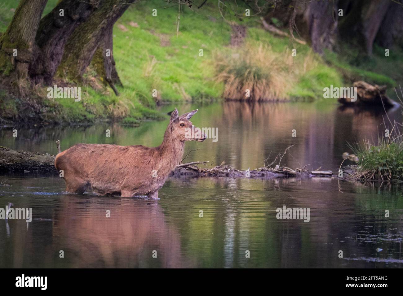 Deer drinking water in stream hi-res stock photography and images - Alamy