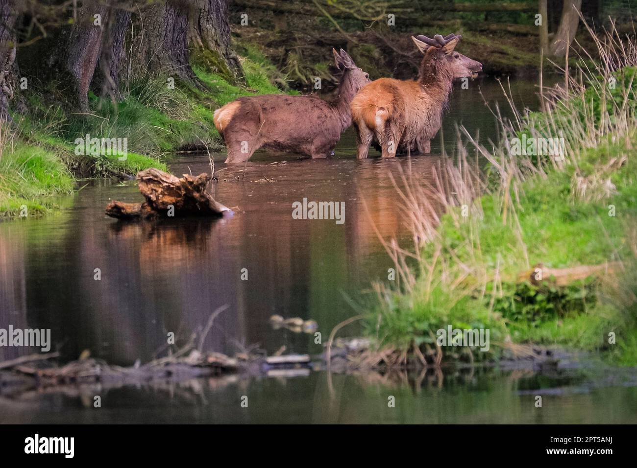 Deer drinking water in stream hi-res stock photography and images - Alamy