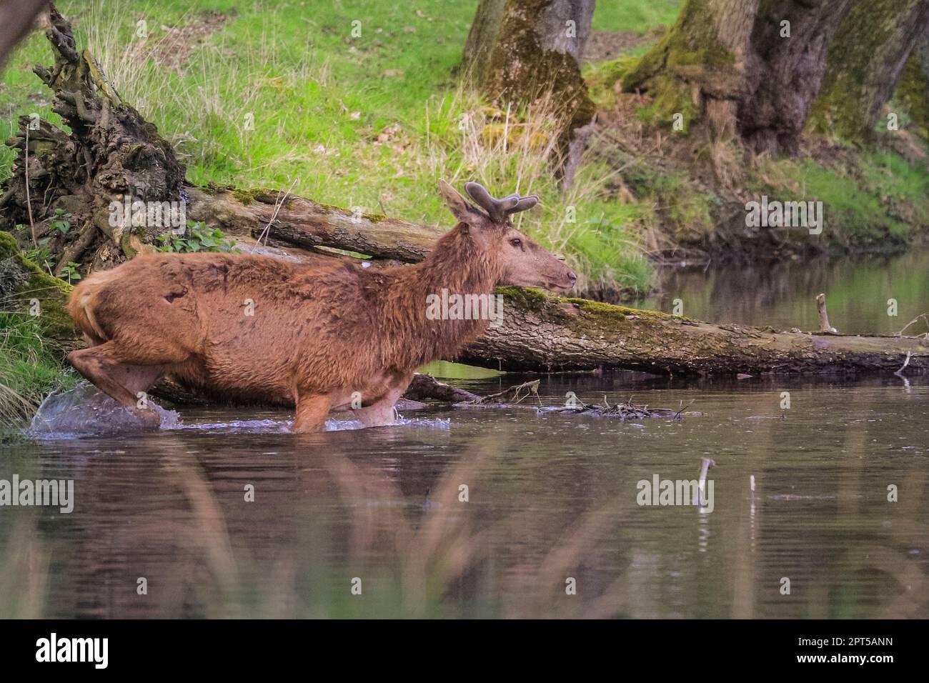 Deer drinking water in stream hi-res stock photography and images - Alamy