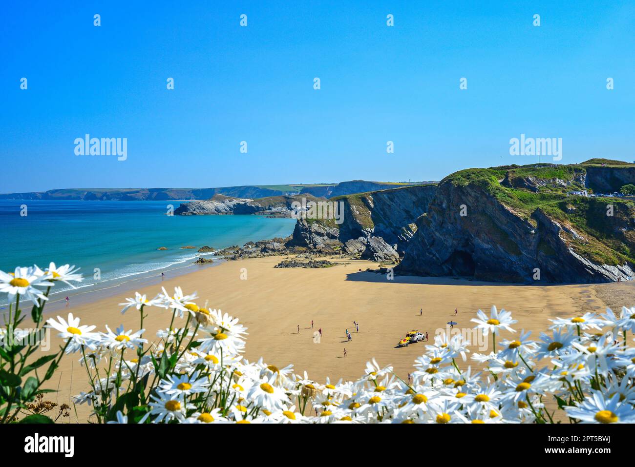 Cornwall beach flowers hi-res stock photography and images - Alamy