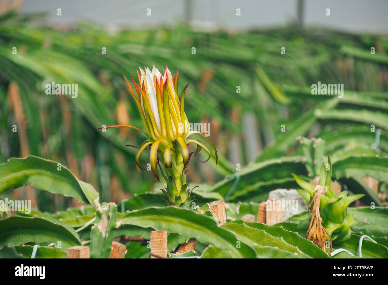 Dragon fruit plantation hi-res stock photography and images - Alamy