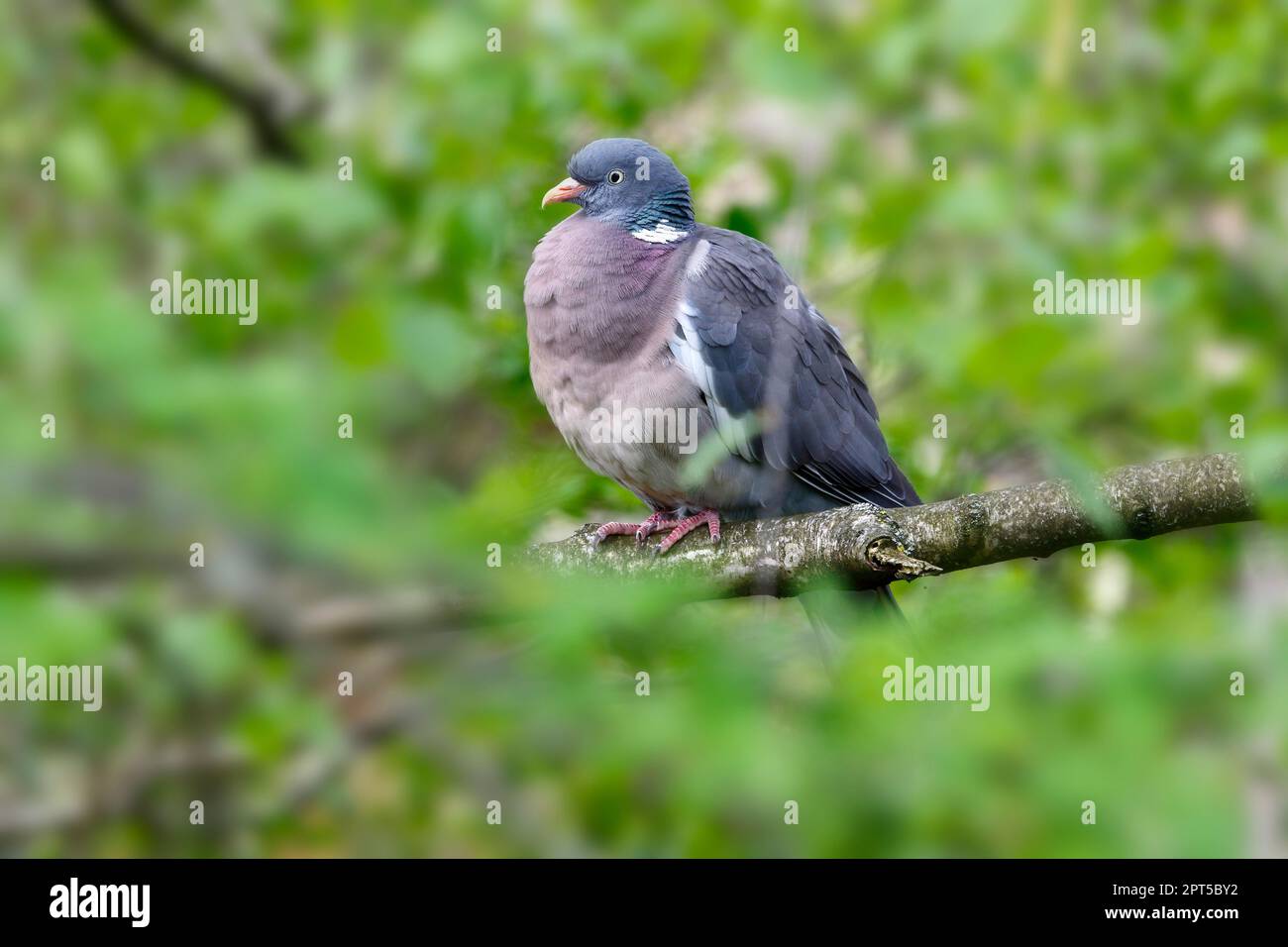 Pigeon Toed Japanese