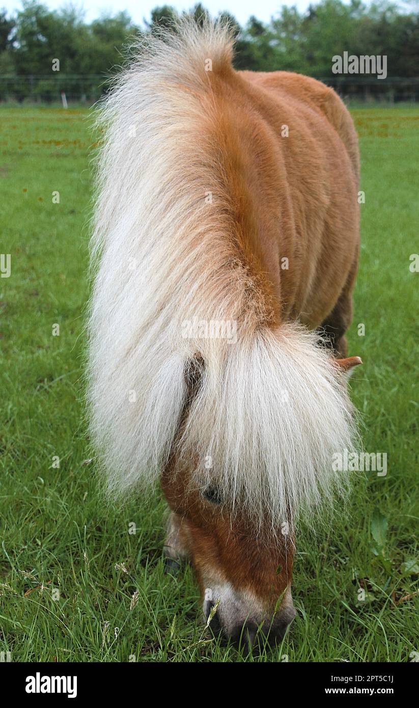 Shetland ponies in a field Stock Photo - Alamy