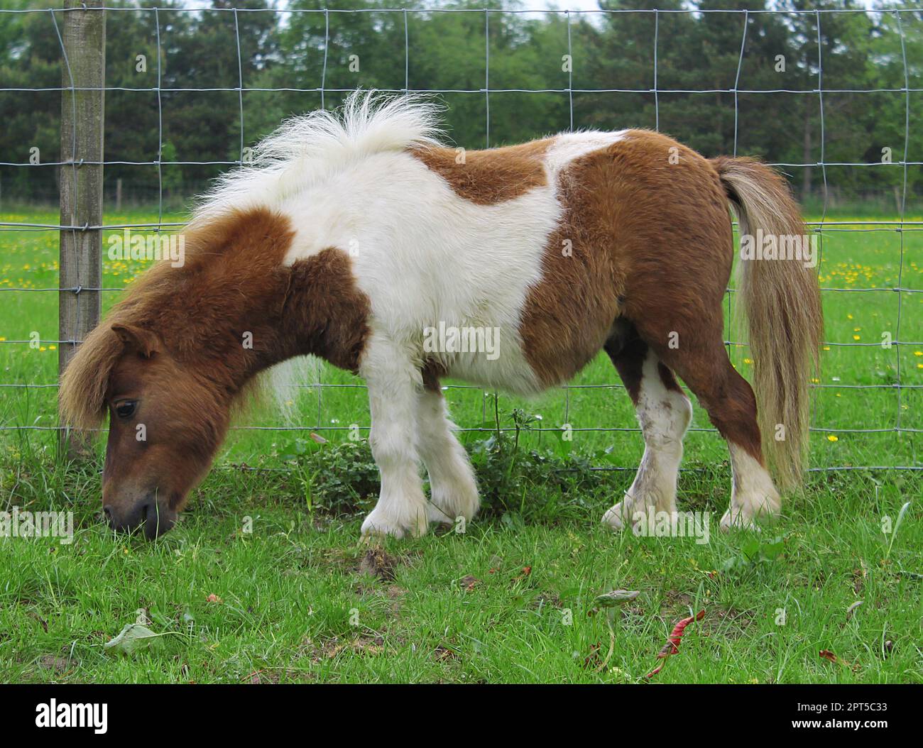 Shetland ponies in a field Stock Photo - Alamy