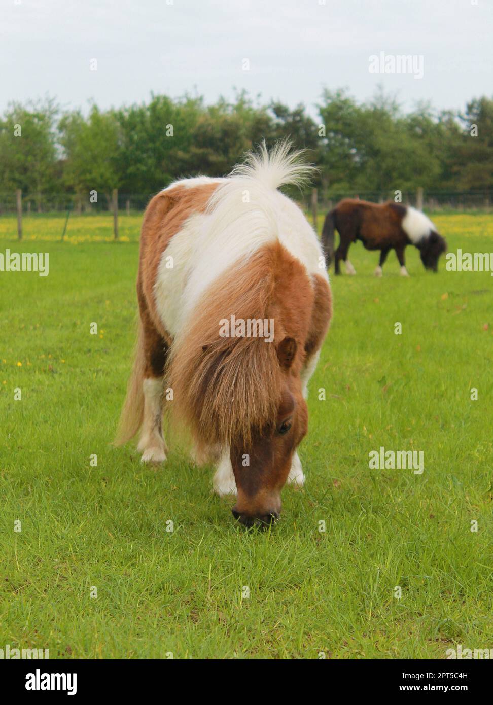 Shetland ponies in a field Stock Photo - Alamy