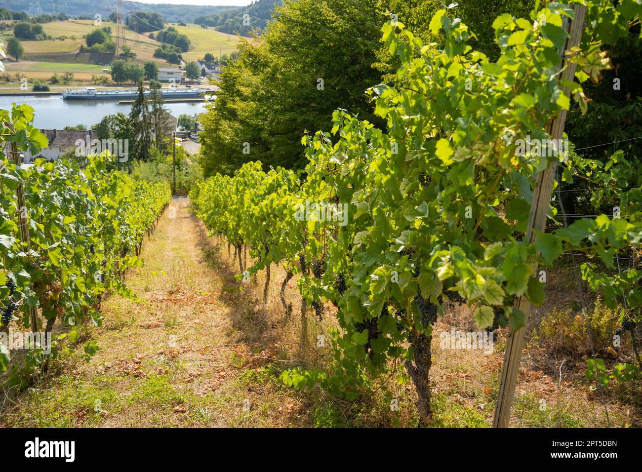 Most beautiful vineyards in Germany Stock Photo - Alamy