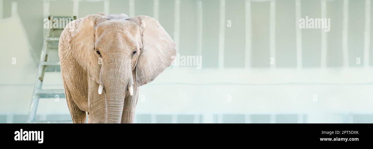 Adult Elephant Standing in Empty Room With New Sheetrock Drywall and ...
