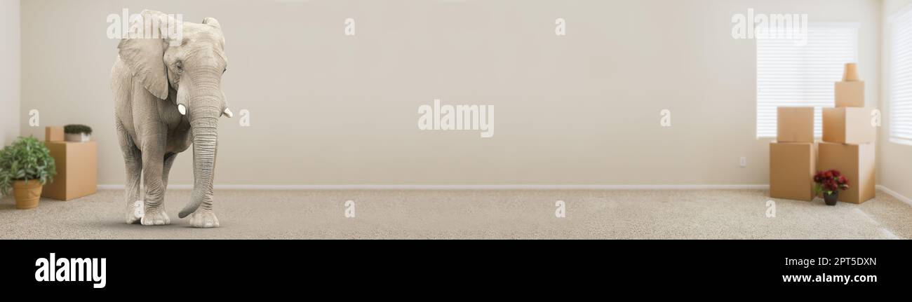 Adult Elephant Standing in Empty Room With Moving Boxes Stock Photo - Alamy