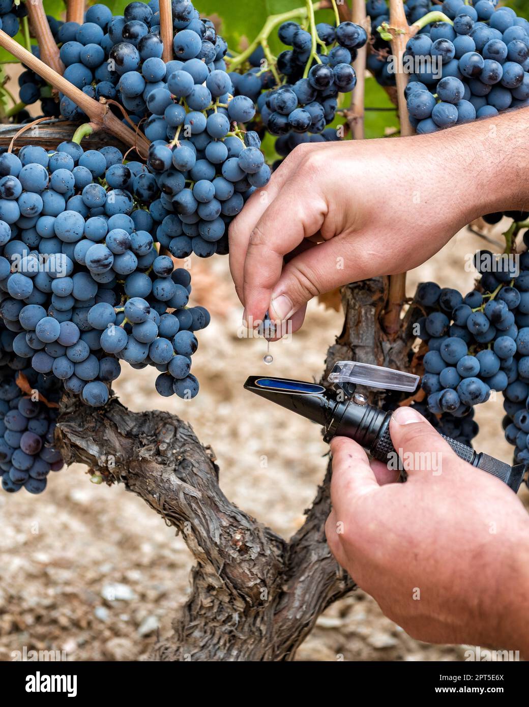 Cannonau grapes. The agronomist in the vineyard squeezes the grape on ...