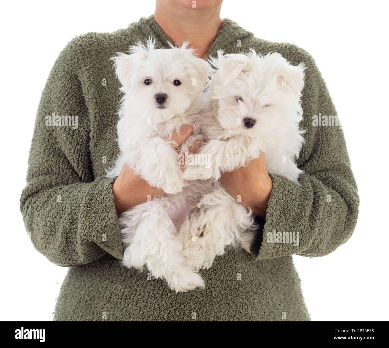 Woman Holding Two Young Maltese Puppies Isolated on White Stock Photo ...