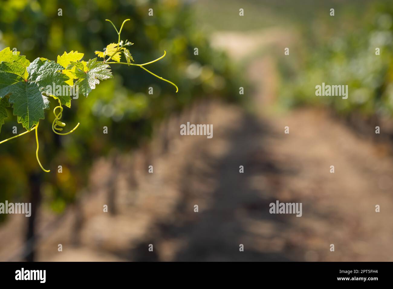 Temecula winery vines hi-res stock photography and images - Alamy