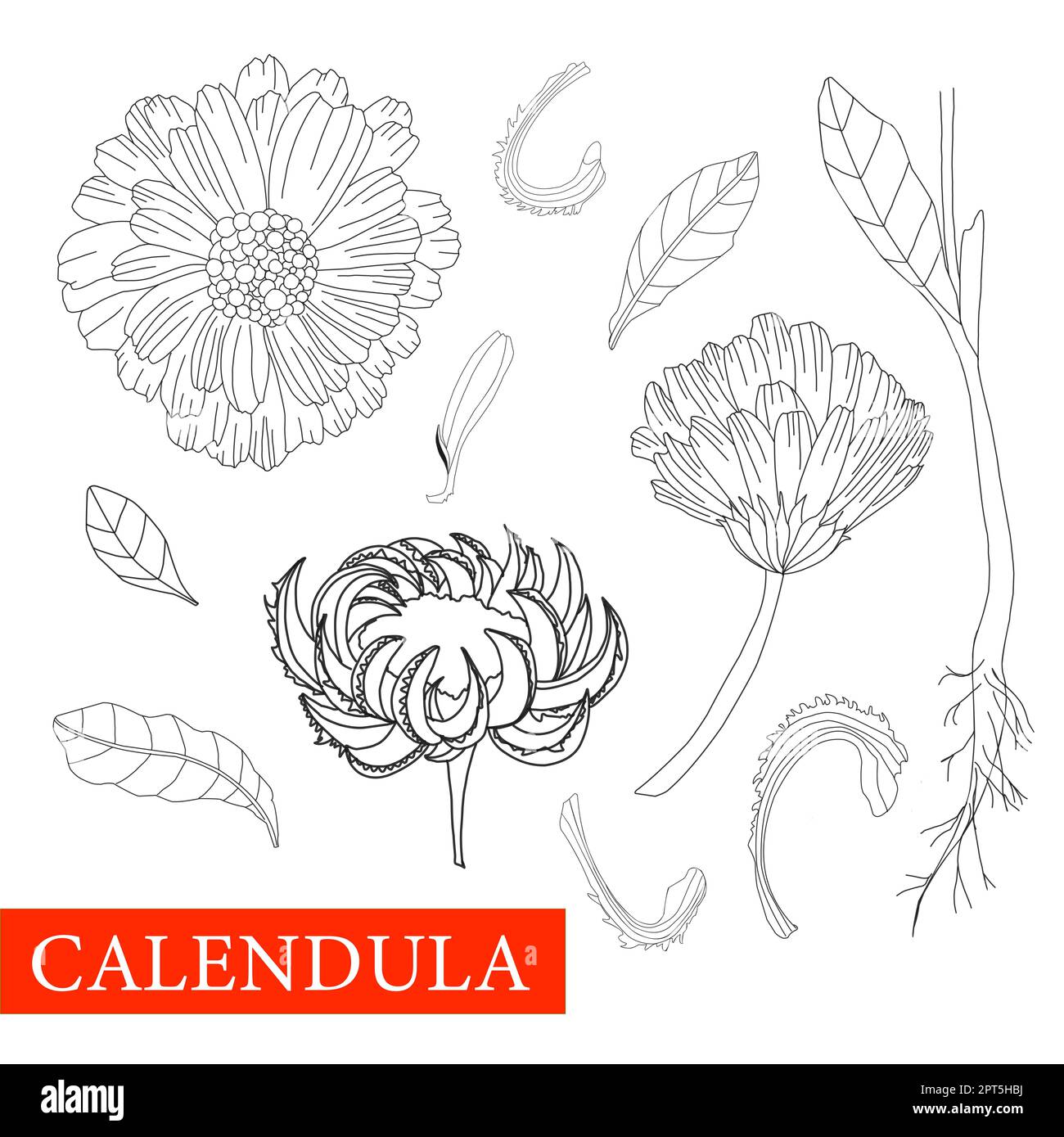 Calendula black and white. Coloring marigolds flower. Botanical ...