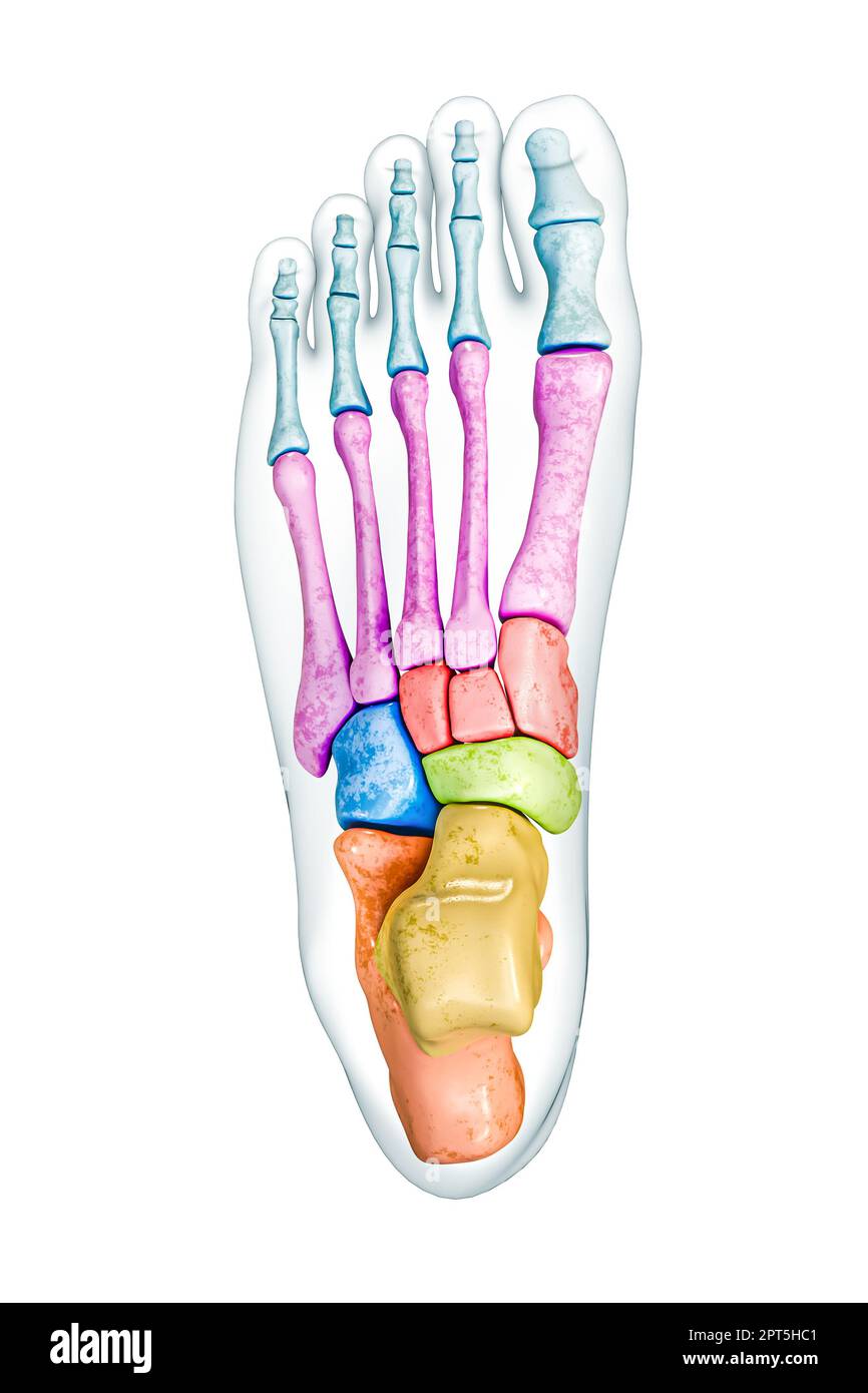 Foot bones superior or dorsal view labeled with colors with body 3D ...