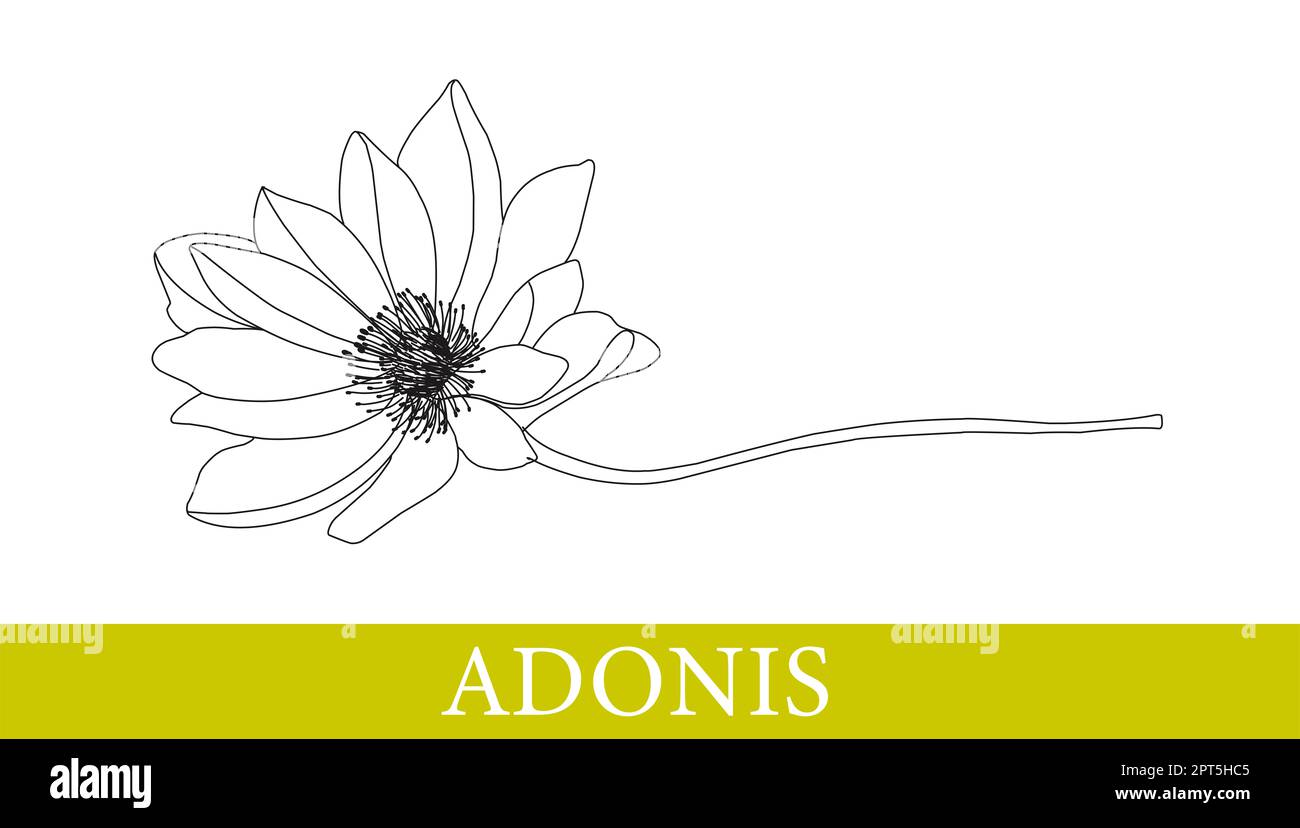 Adonis flower. Medicinal plants. chamomile, gerbera. Wildflowers ...