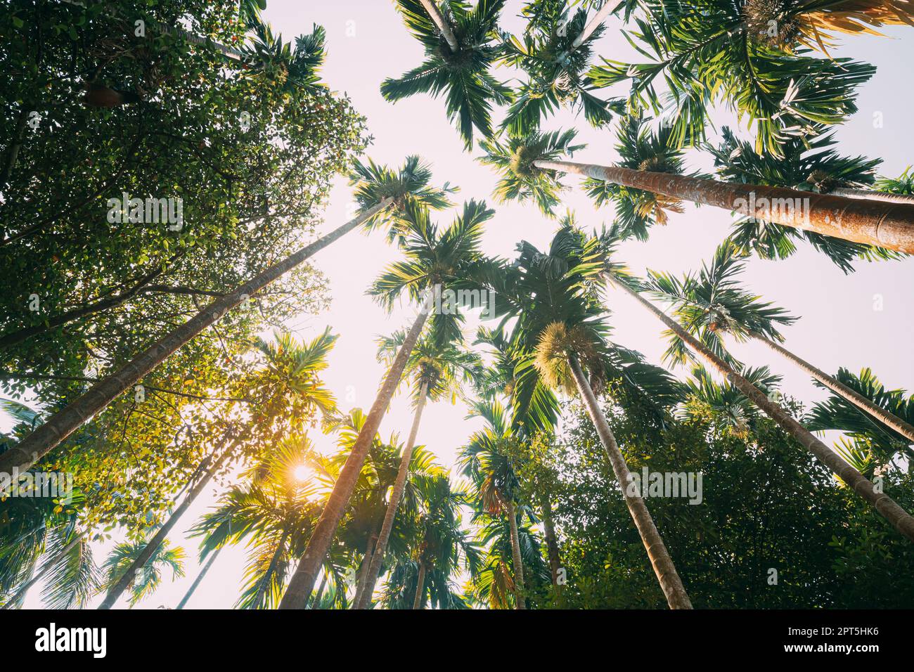 Goa, India. Bottom View Of Sun Shine Through Tropical Green Vegetation ...