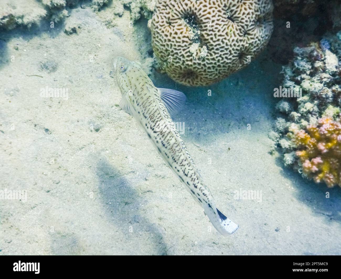 single checkerboard goby fish near the seabed while diving in egypt ...