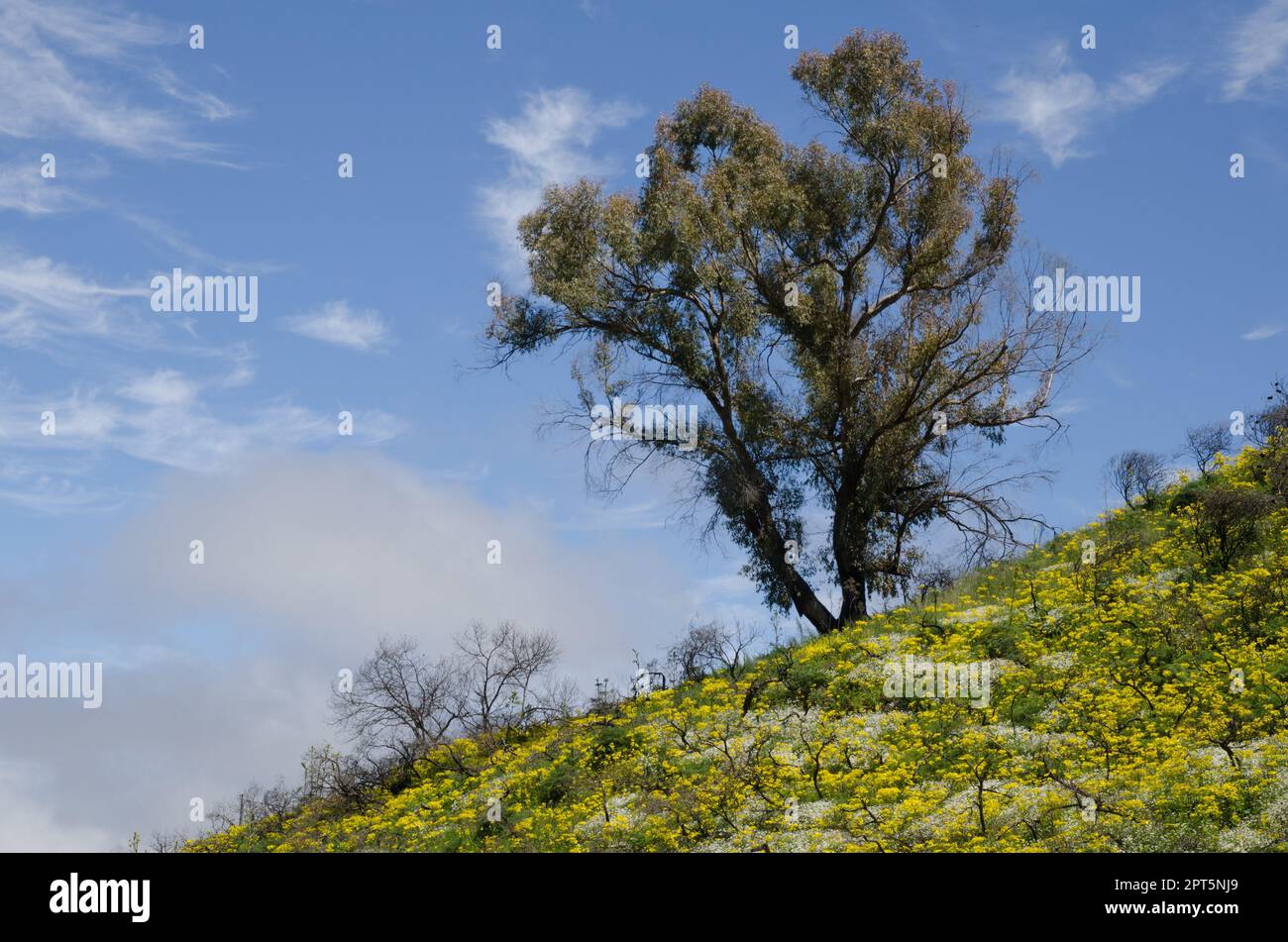 Southern blue gum Eucalyptus globulus and plants in bloom. Las Cumbres ...
