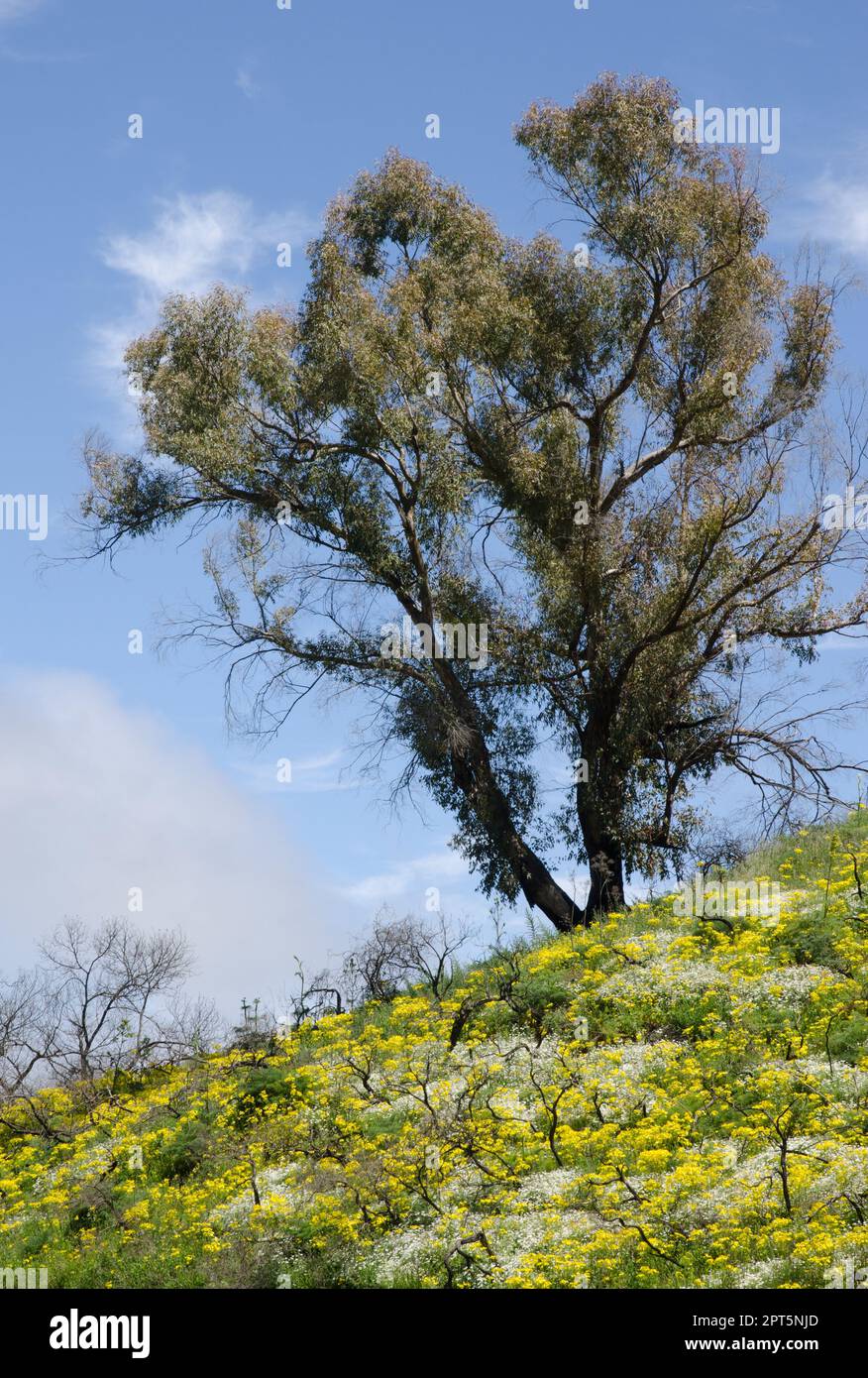 Southern blue gum Eucalyptus globulus and plants in bloom. Las Cumbres ...
