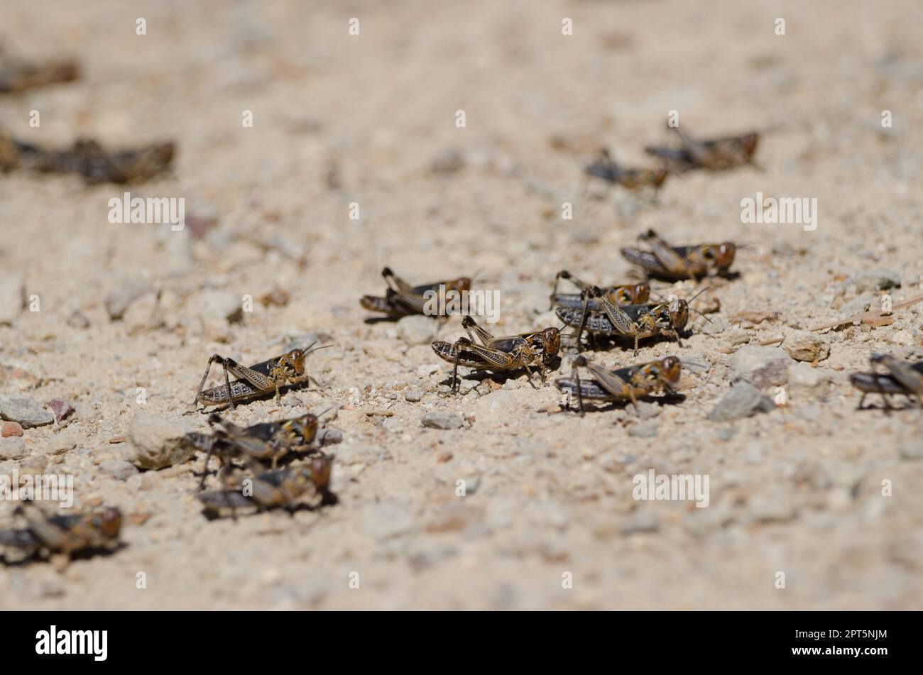 Nymphs of Moroccan locust Dociostaurus maroccanus. Cruz de Pajonales ...