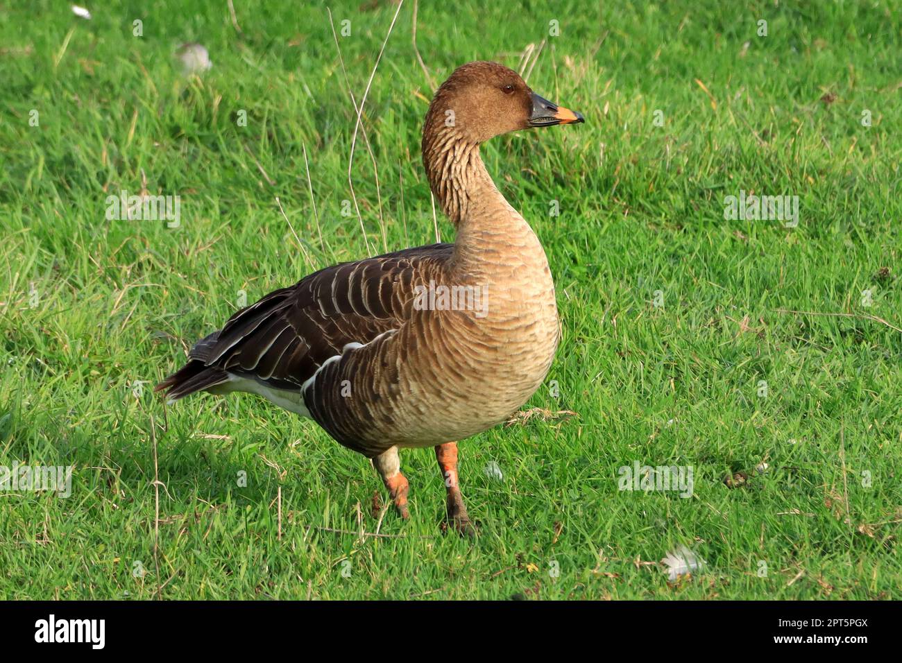 Gansearten hi-res stock photography and images - Alamy