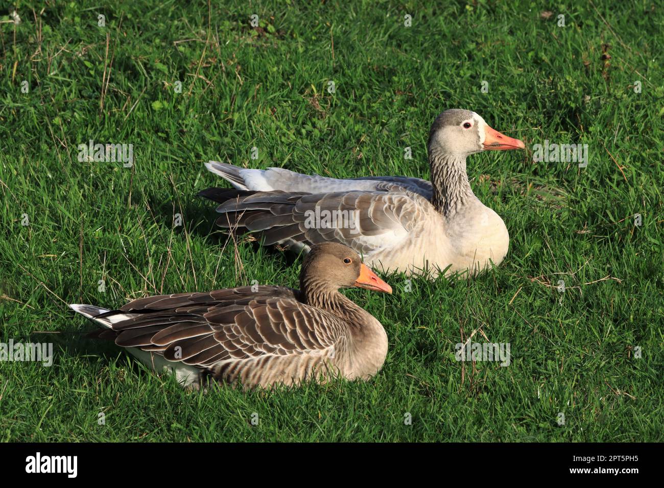 Hybrid goose between greylag goose and swan goose in the background, in ...