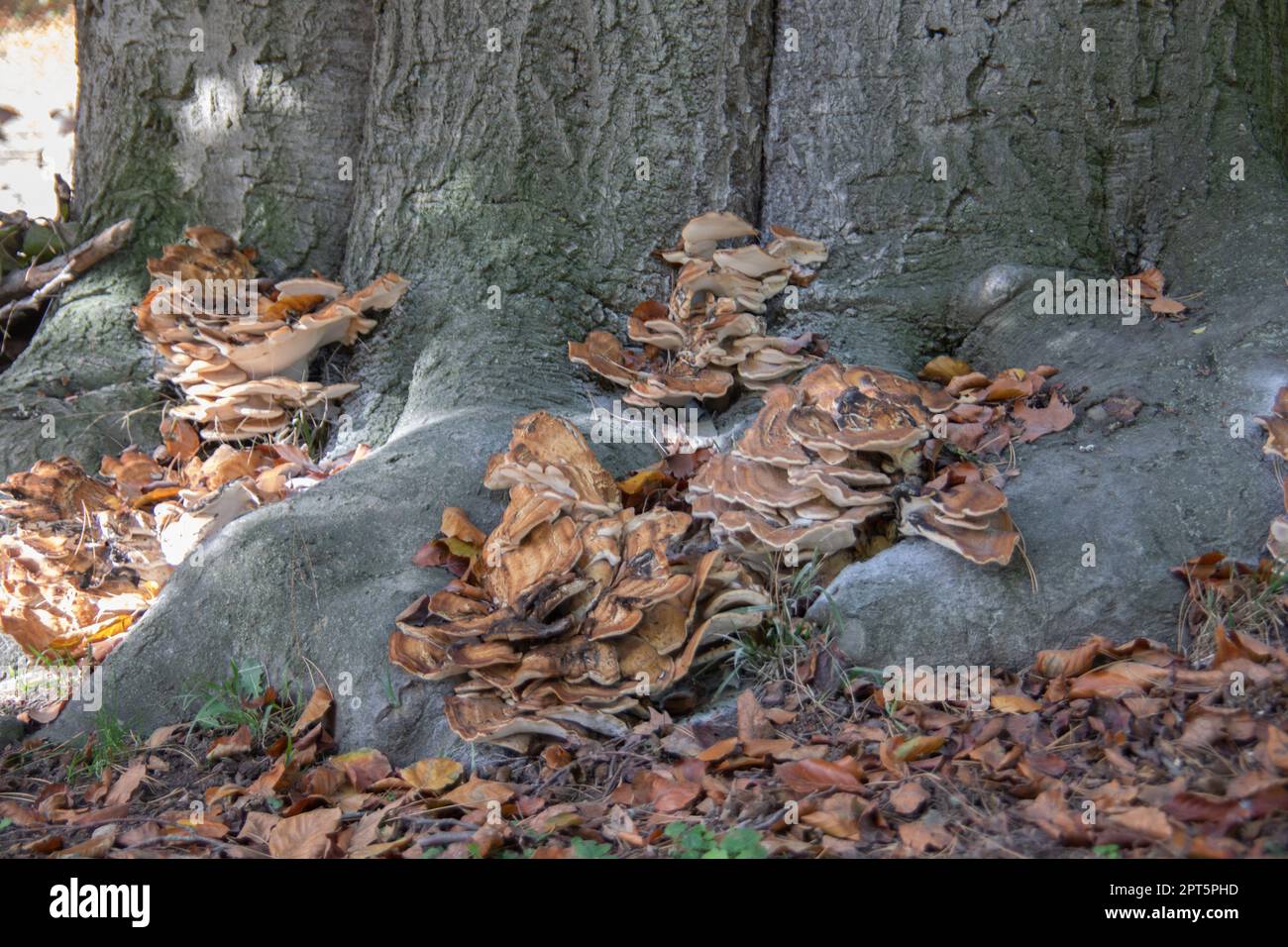 Root fungus on the forest floor Stock Photo - Alamy